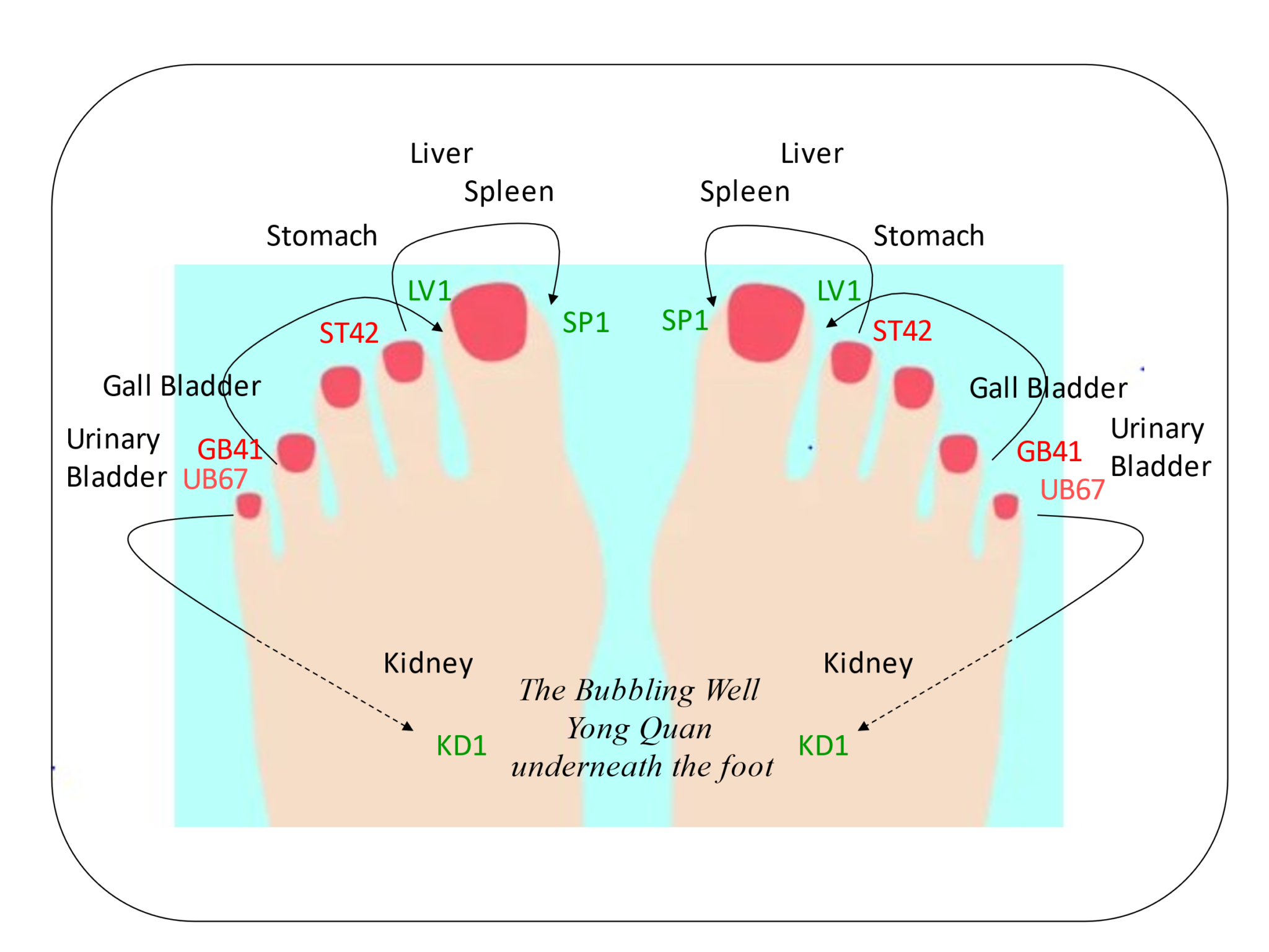 Traditional Chinese Medicine: 12 meridian channels